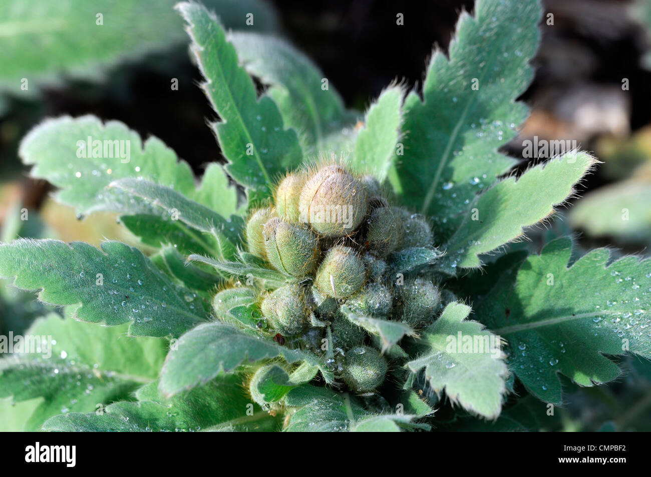 Unopened poppy hi-res stock photography and images - Alamy