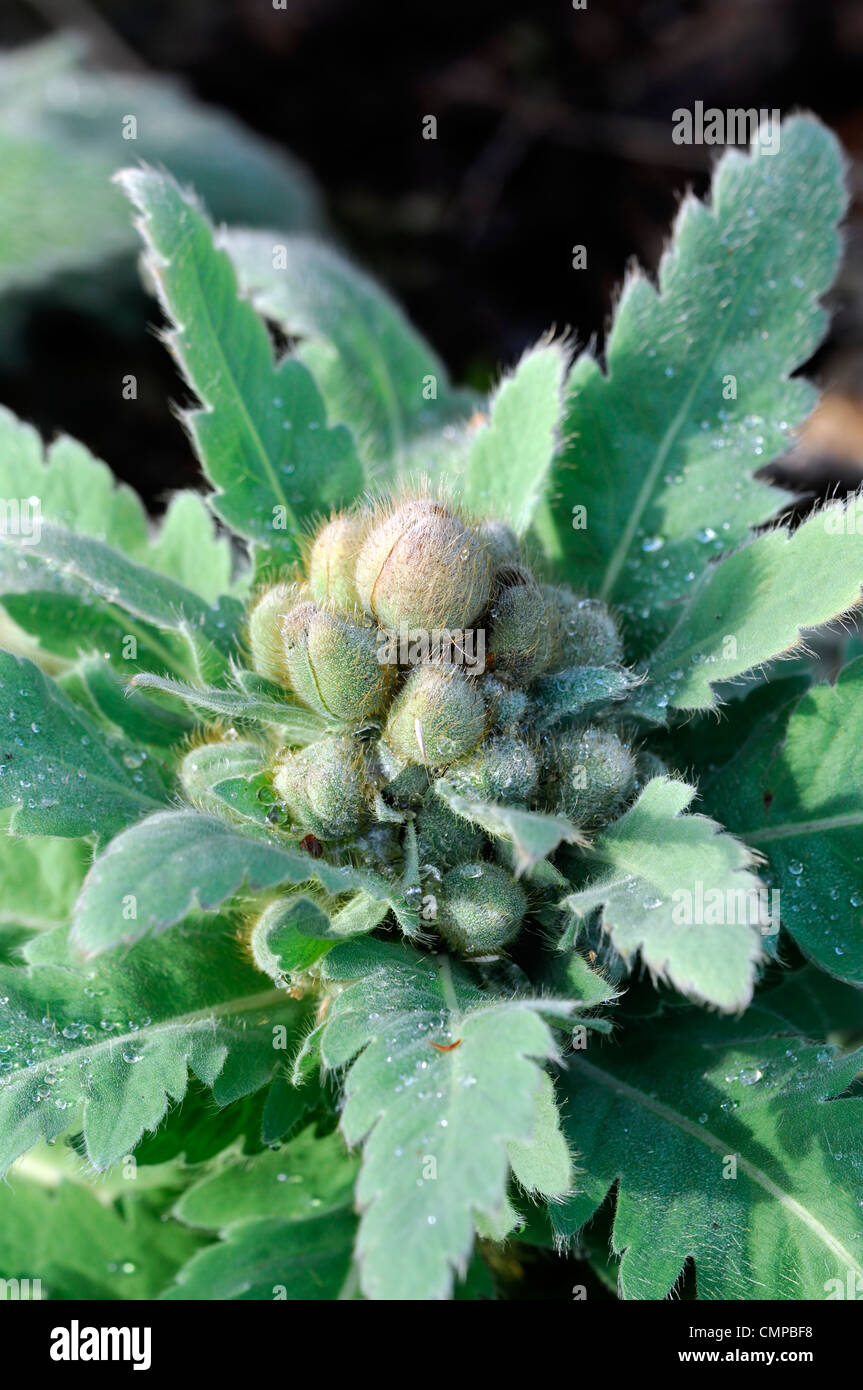 papaver oriental poppy poppies flower buds unopened closeup plant ...