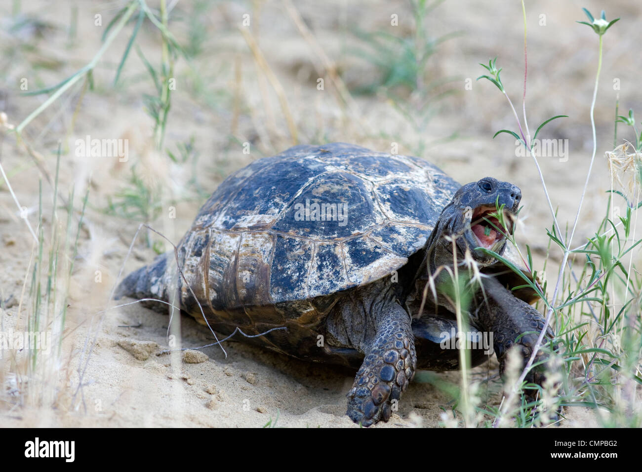 Mediterranean tortoise testudo graeca pallasi removed at the sand dunes ...
