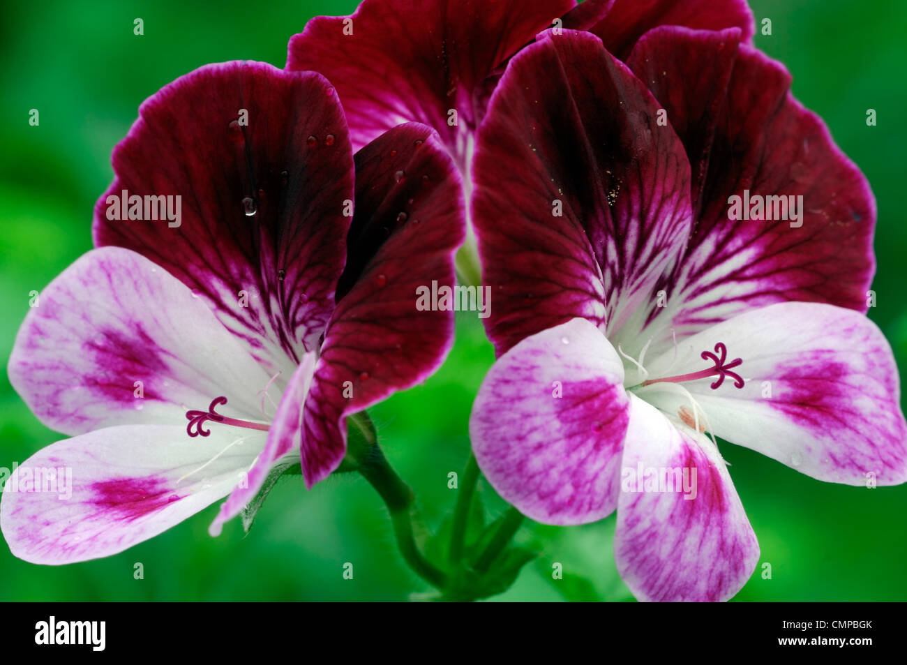 White and purple pelargonium hi-res stock photography and images - Alamy