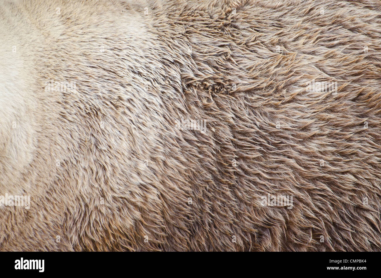 Grizzly bear fur texture Stock Photo - Alamy