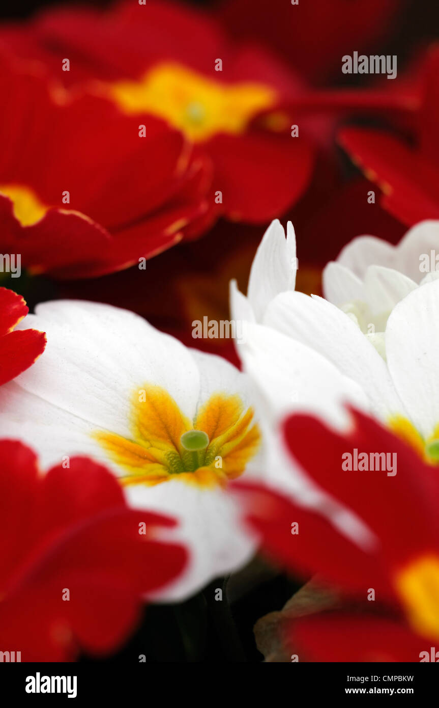 primula polyanthus group hybrid closeups close ups white red flowers ...