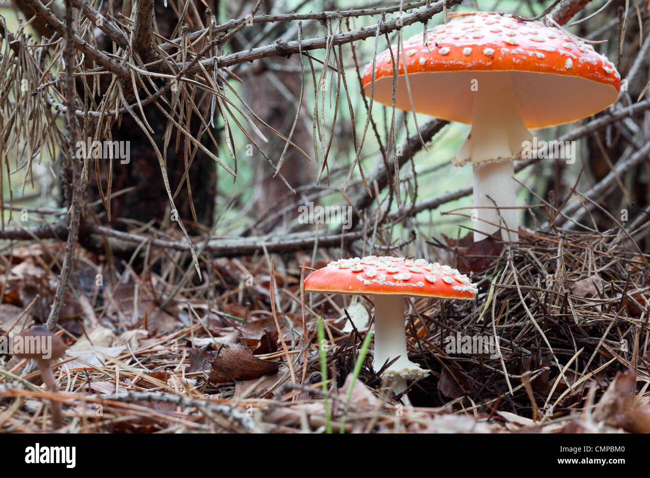 Toadstool sign hi-res stock photography and images - Alamy