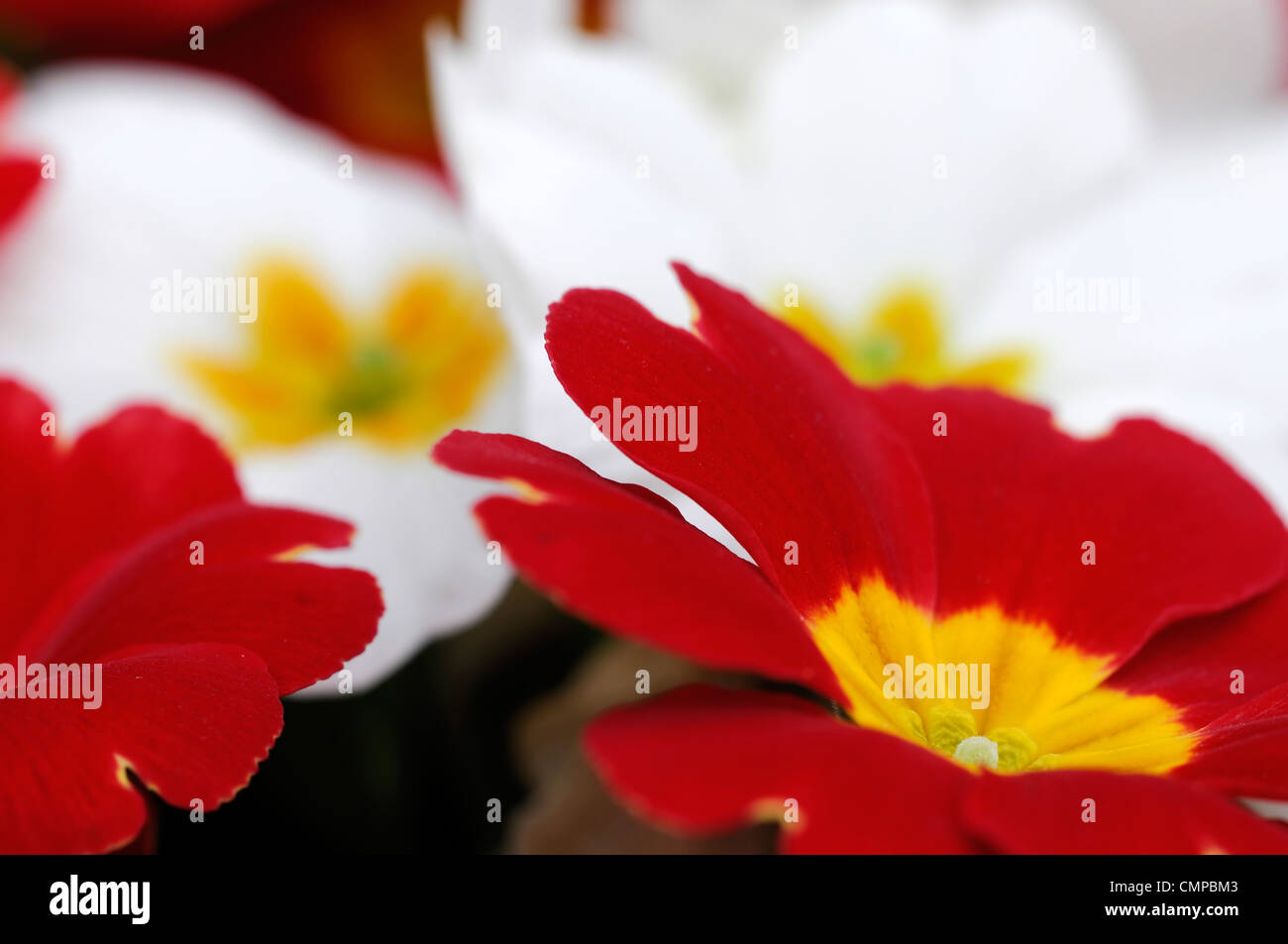 primula polyanthus group hybrid closeups close ups white red flowers ...
