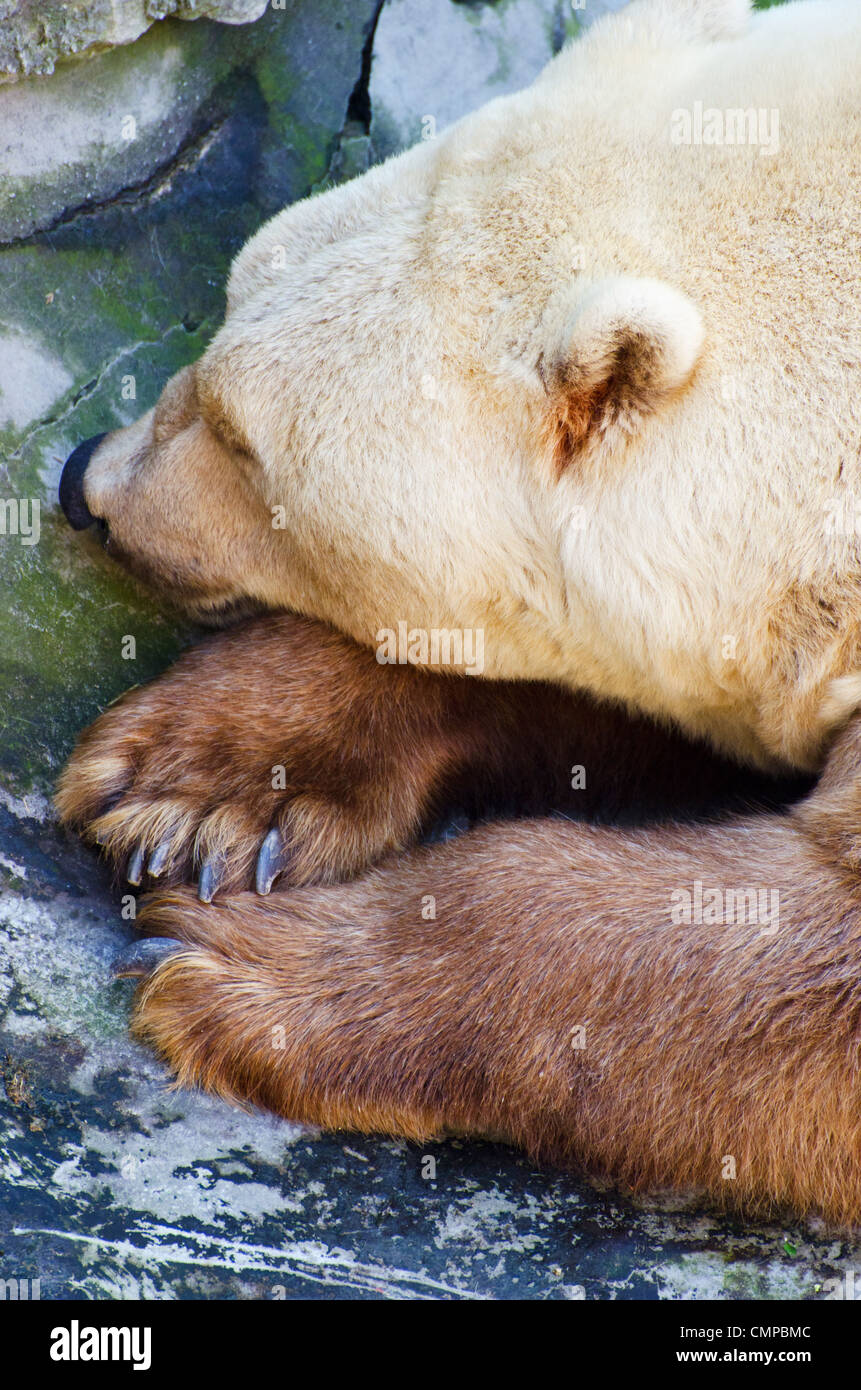 Grizzly bear resting Stock Photo - Alamy