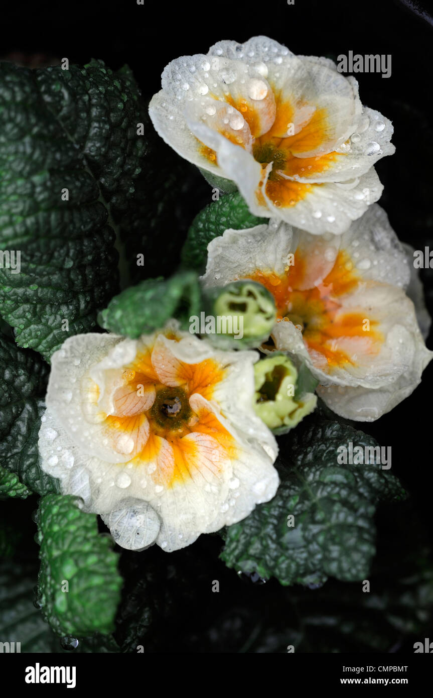 primula polyanthus group hybrid closeups close ups frost hail rain ...