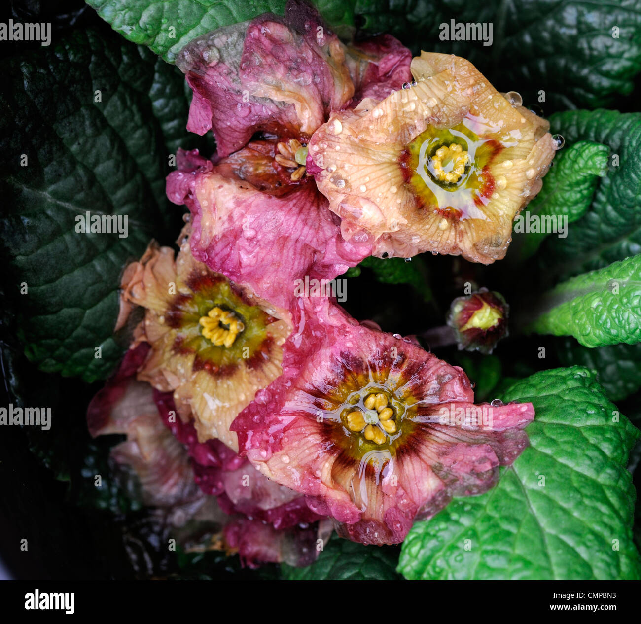 primula polyanthus group hybrid closeups close ups frost hail rain ...