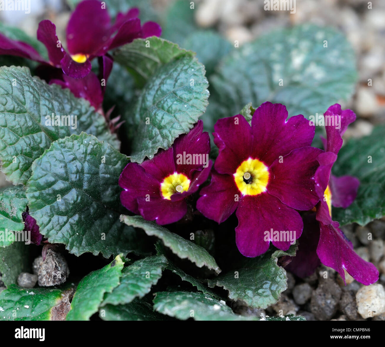primula julius caesar closeups close ups purple flowers flowering ...