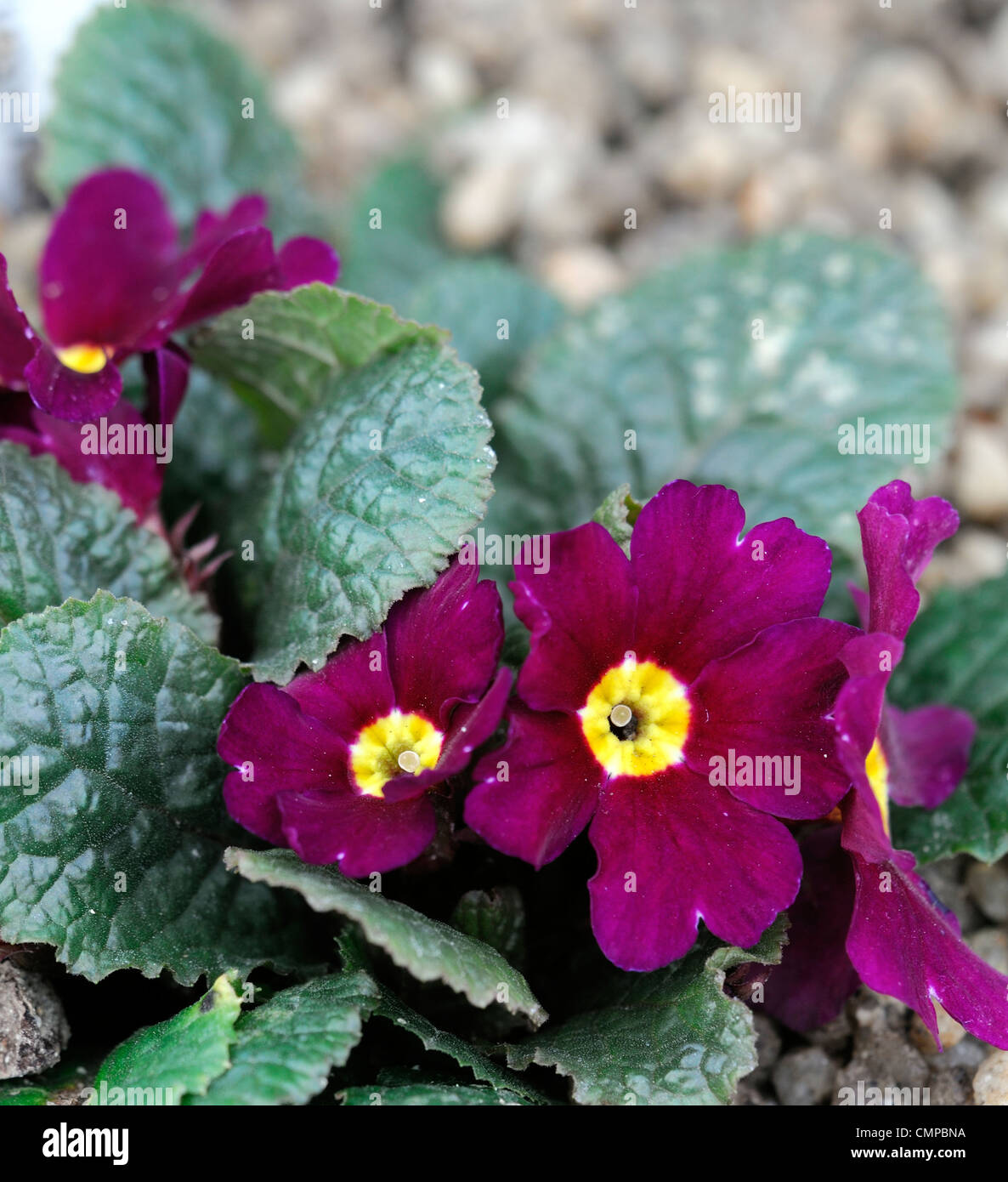Julius caesar and flowers hi-res stock photography and images - Alamy