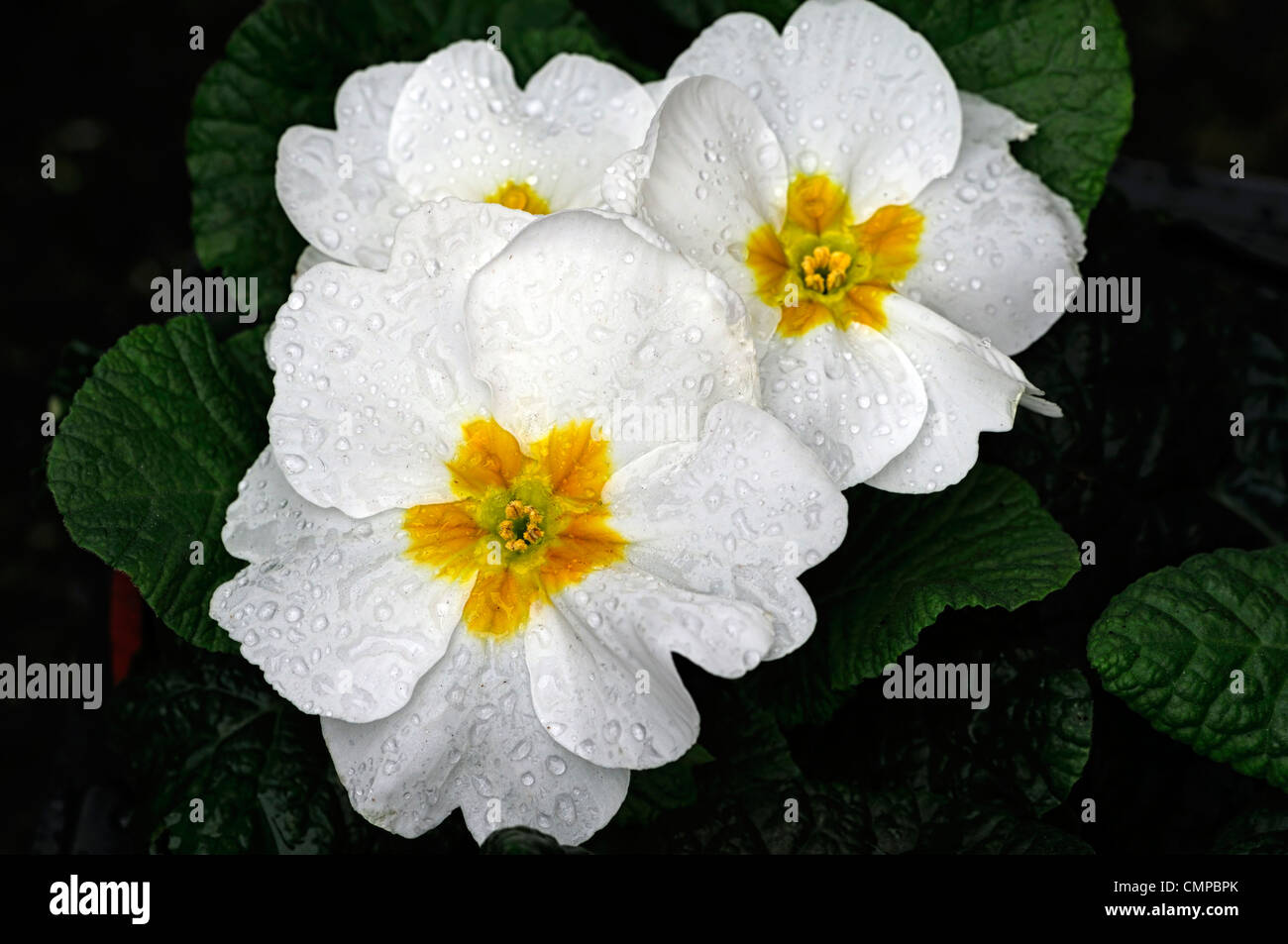 primula polyanthus group hybrid closeups close ups white flowers ...