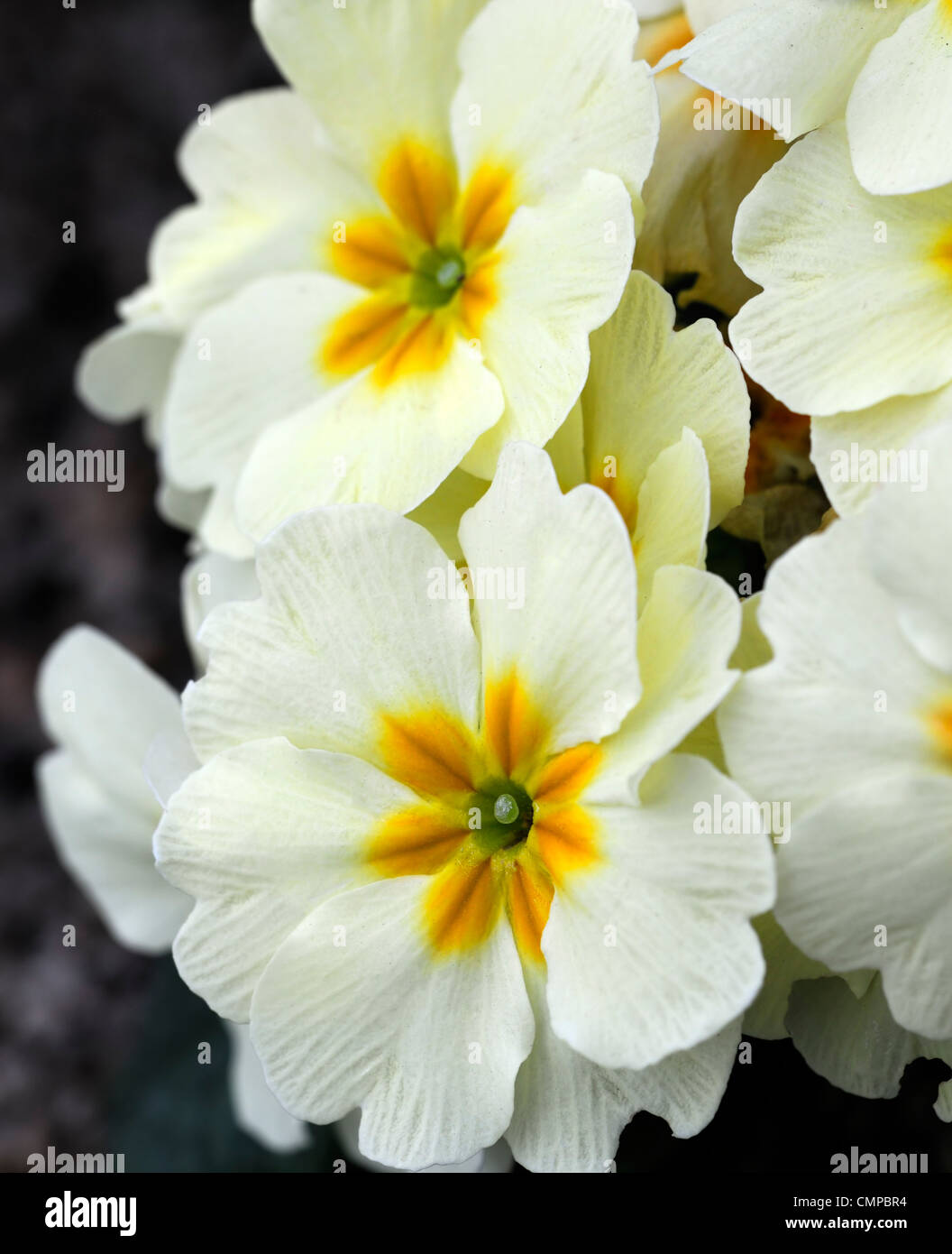 primula polyanthus group hybrid closeups close ups white flowers ...