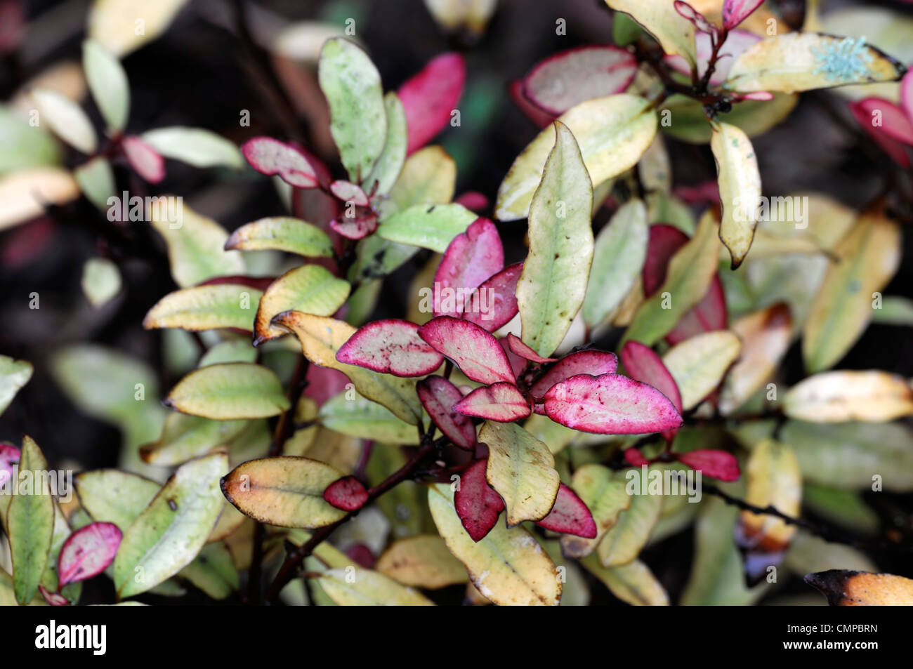 Pseudowintera colorata hi-res stock photography and images - Alamy