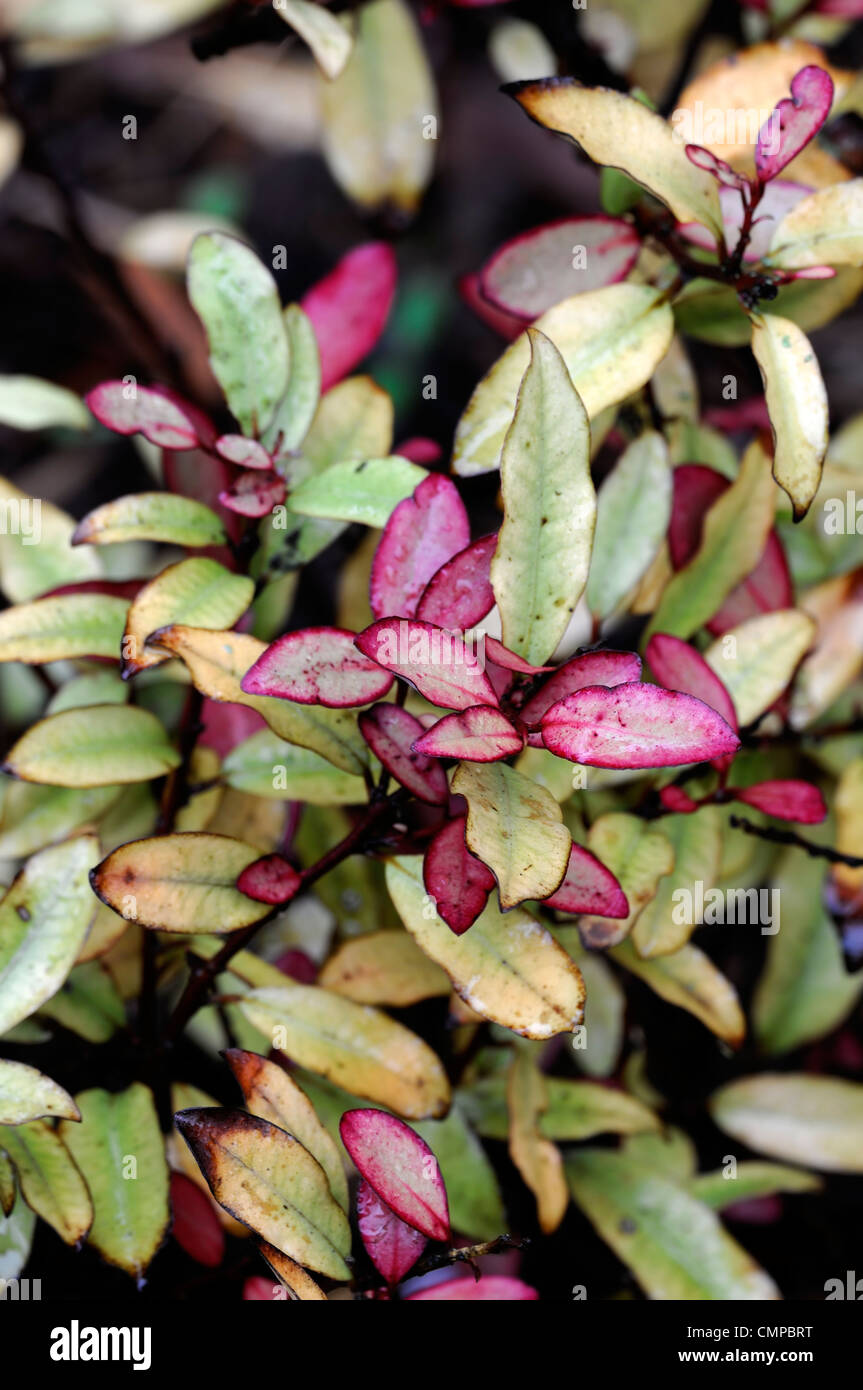 pseudowintera colorata marjorie congreve olive yellow pink edge tint ...