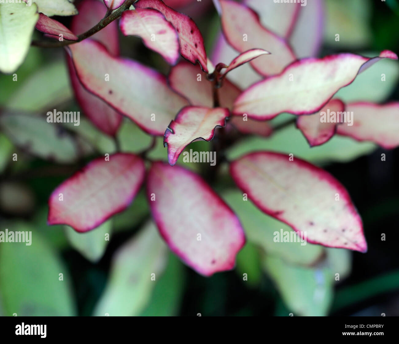 pseudowintera colorata marjorie congreve olive yellow pink edge tint ...