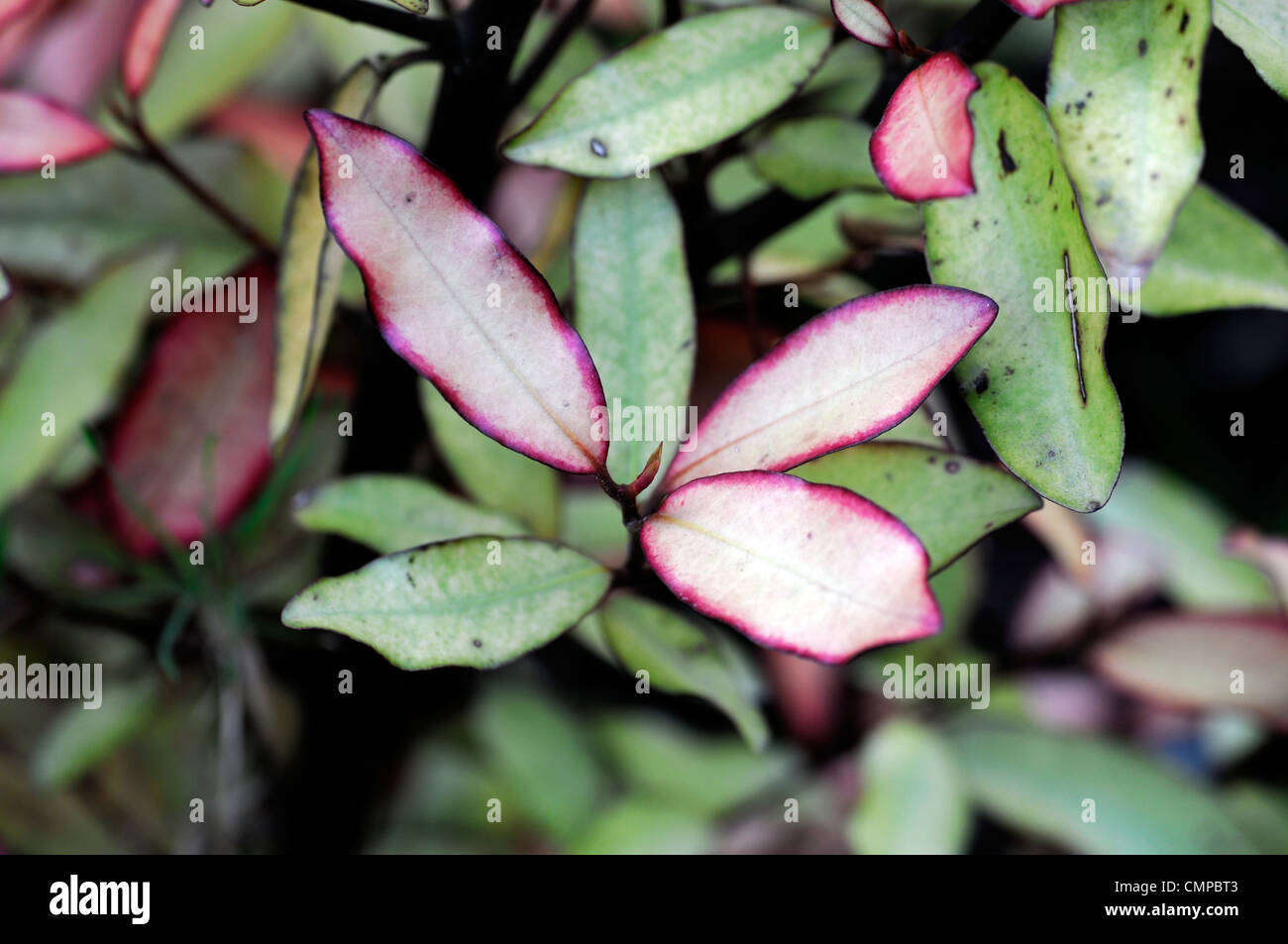 pseudowintera colorata marjorie congreve olive yellow pink edge tint ...
