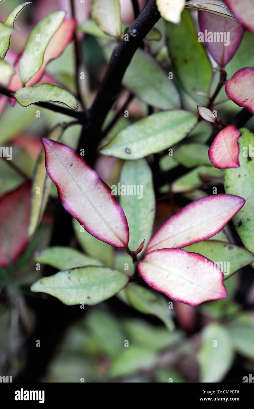 pseudowintera colorata marjorie congreve olive yellow pink edge tint ...