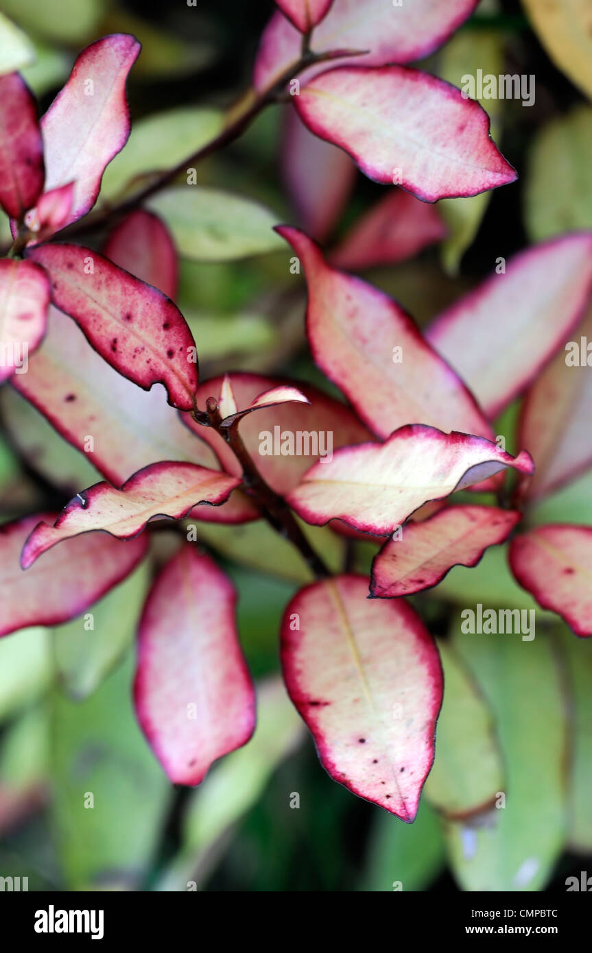 pseudowintera colorata marjorie congreve olive yellow pink edge tint ...