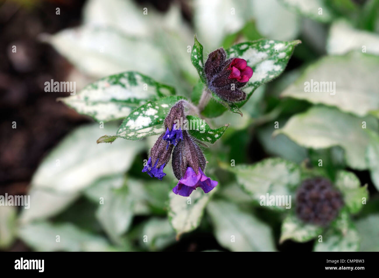 pulmonaria saccharata purple blue flowers blooms blossoms spring ...