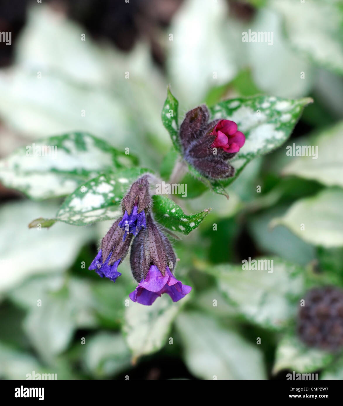 pulmonaria saccharata purple blue flowers blooms blossoms spring ...