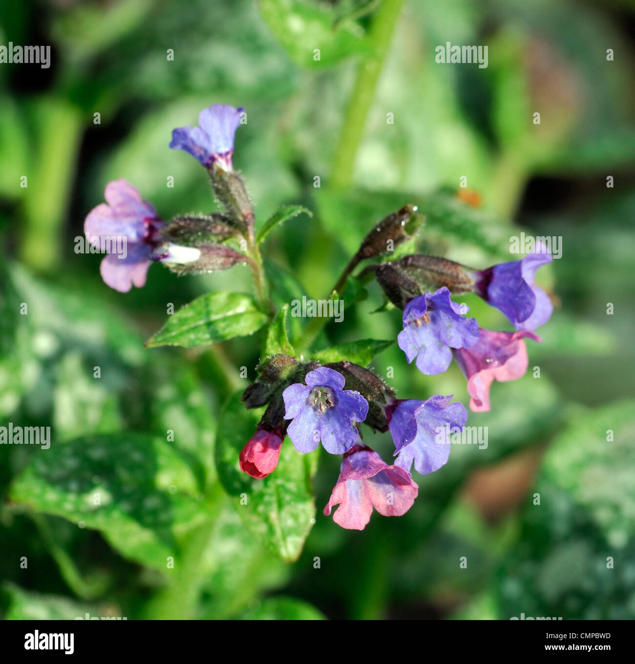 pulmonaria saccharata purple blue flowers blooms blossoms spring ...