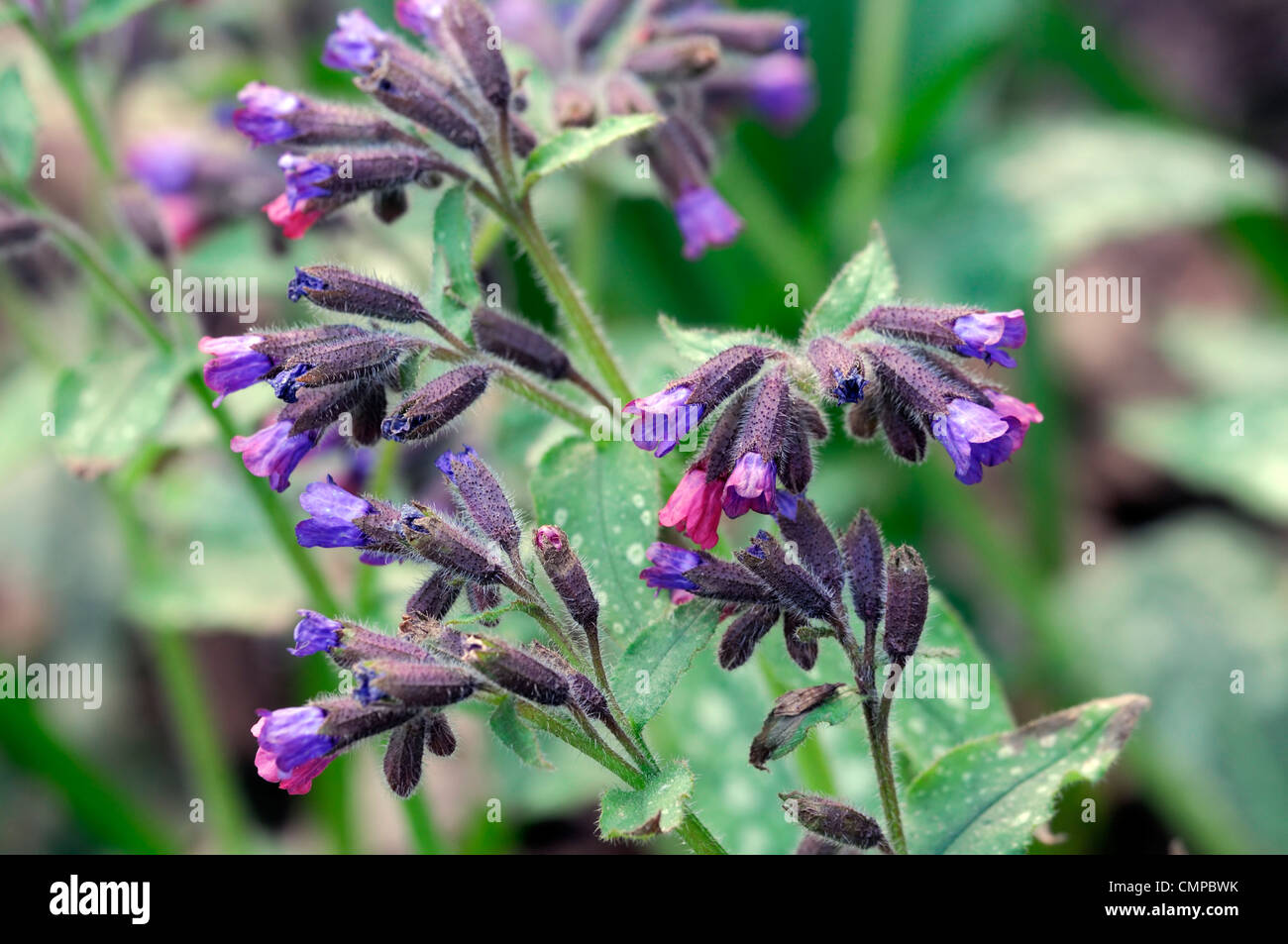 pulmonaria saccharata purple blue flowers blooms blossoms spring ...