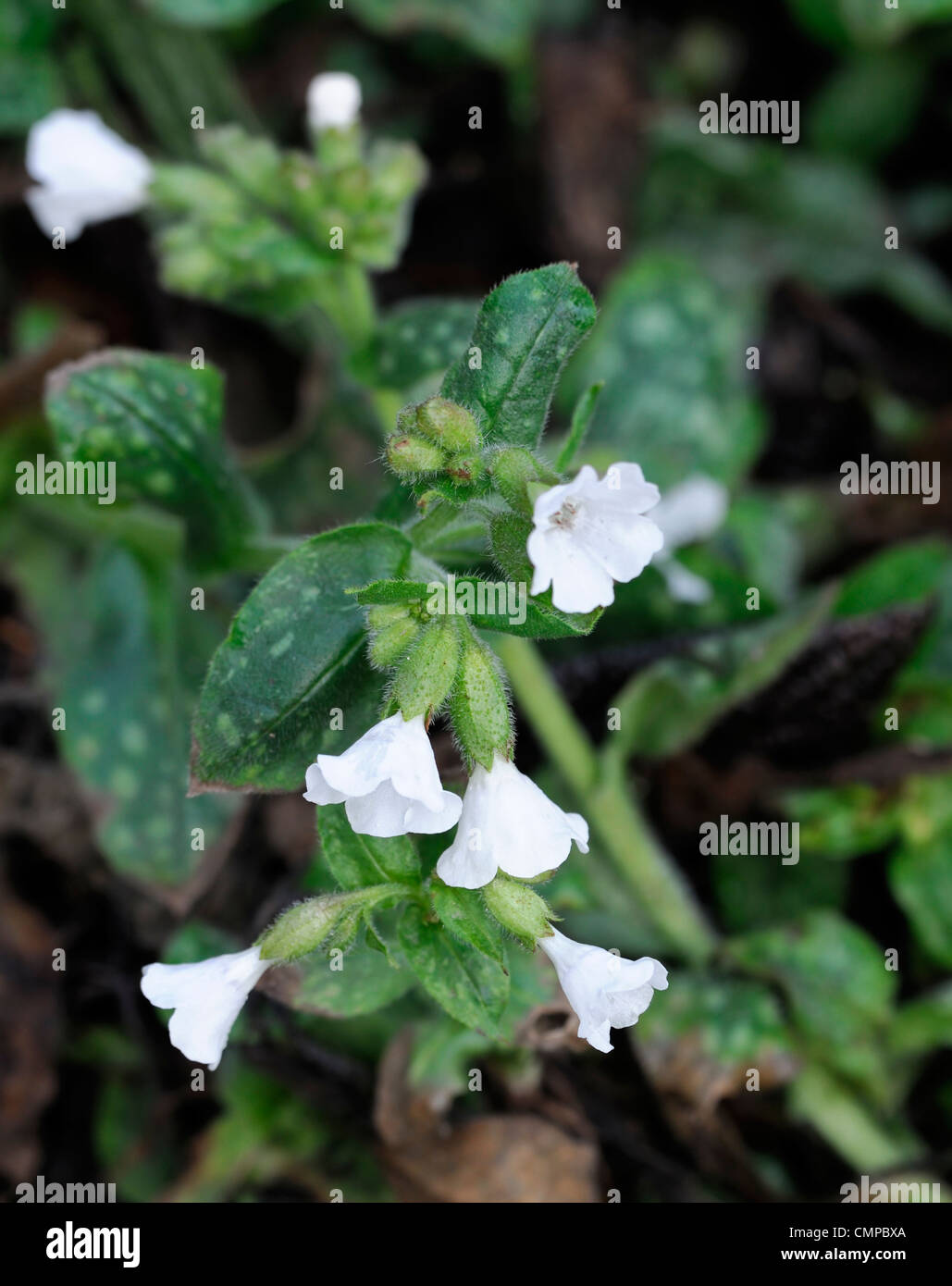 Pulmonaria sissinghurst white hi-res stock photography and images - Alamy