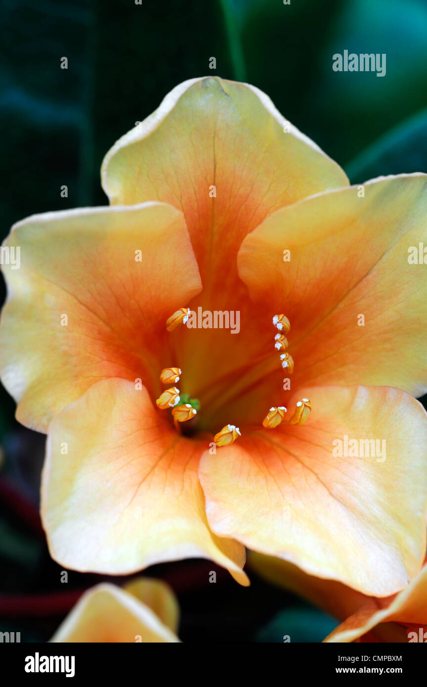 rhododendron anatta gold flowers bloom blossom yellow orange close up ...