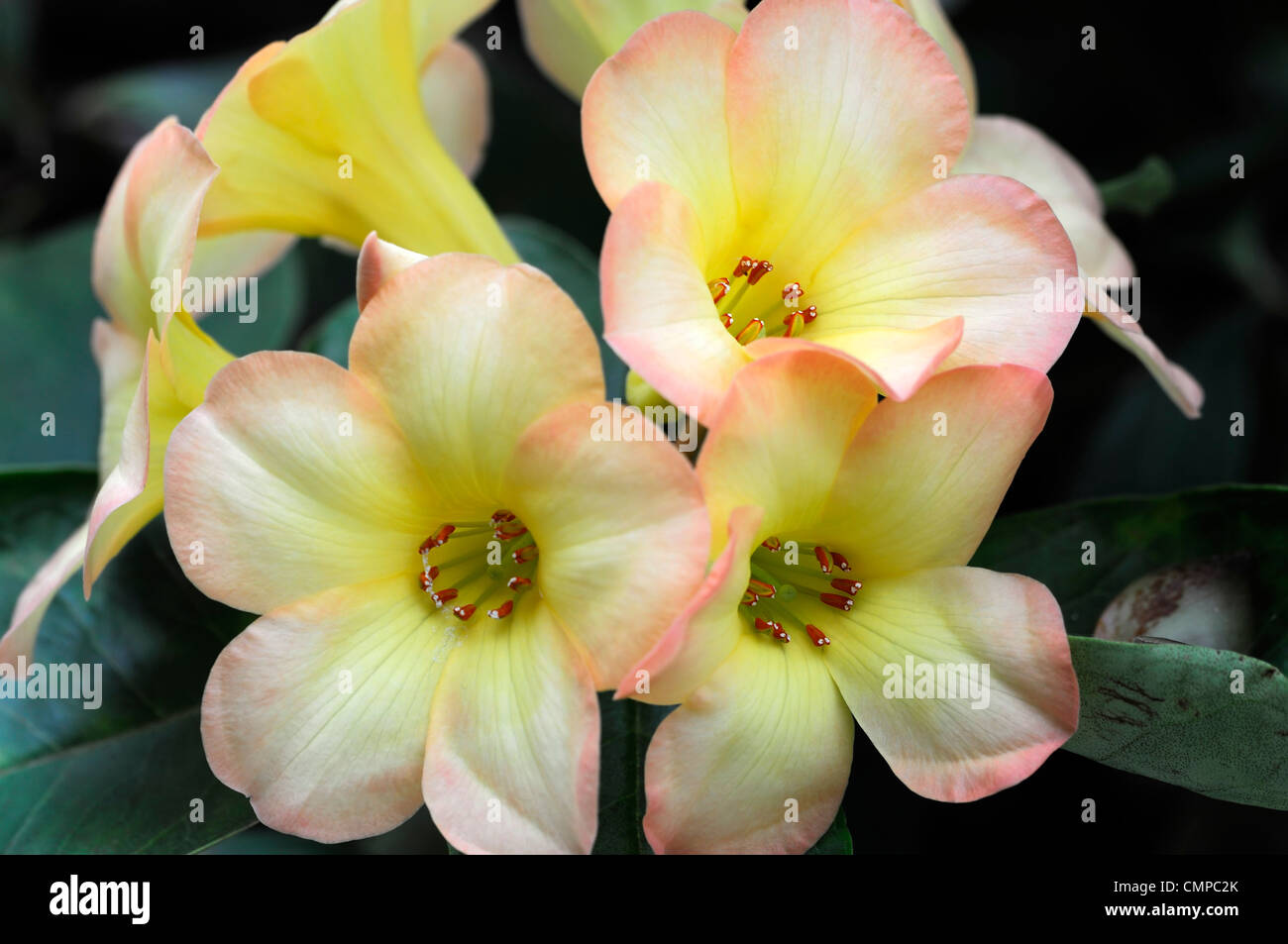 rhododendron vireya toff yellow orange flowers bloom blossom close up ...