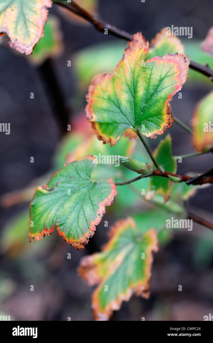 Ribes sanguineum hi-res stock photography and images - Alamy