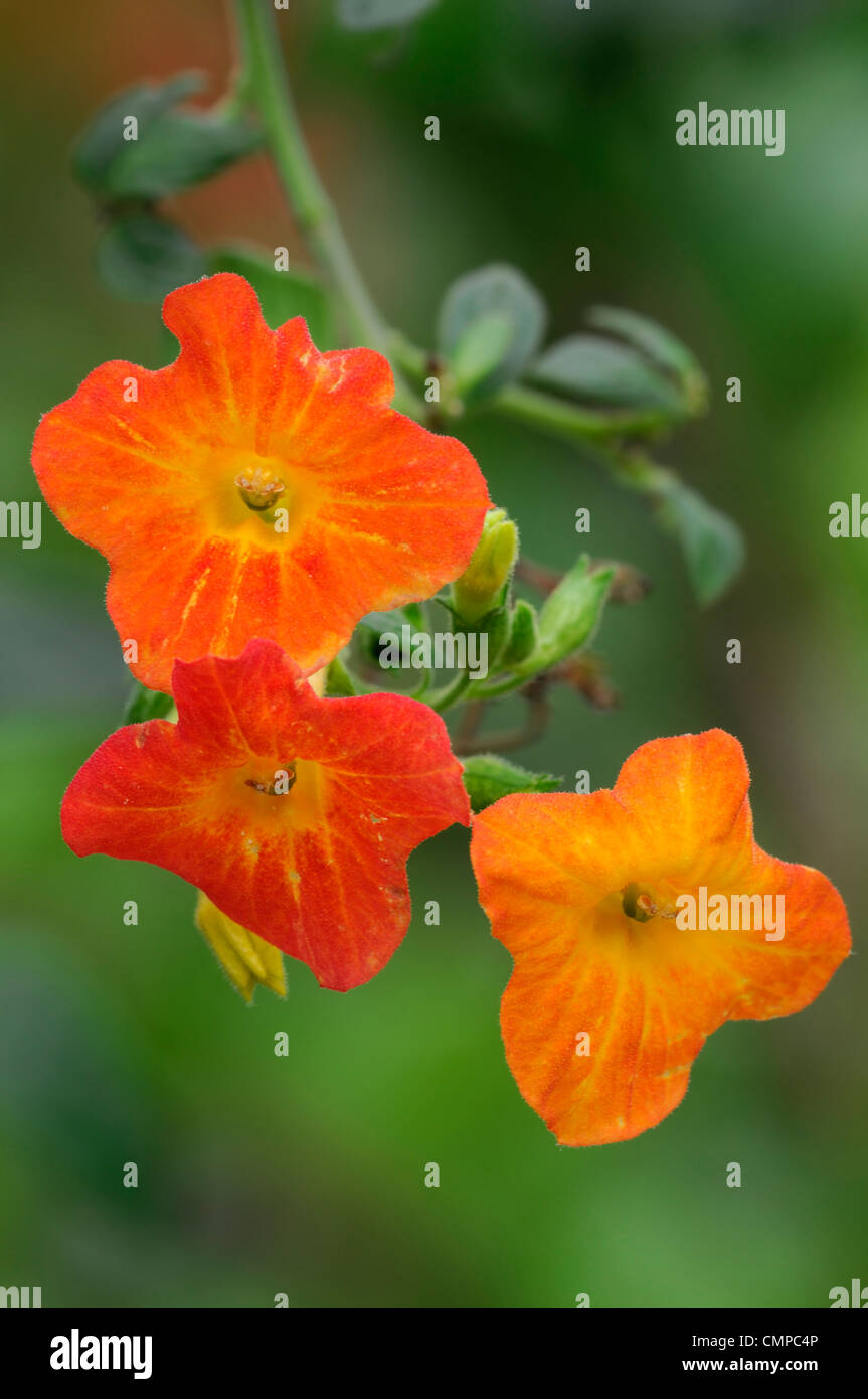streptosolen jamesonii marmalade bush fire bush orange closeups close ...