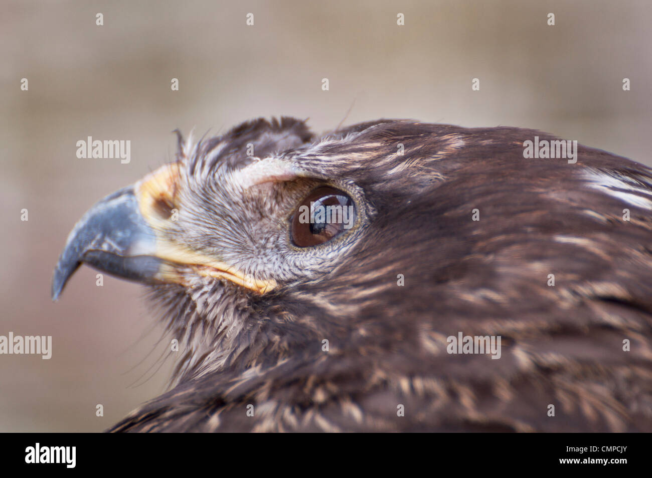 Hawk eye close-up Stock Photo - Alamy