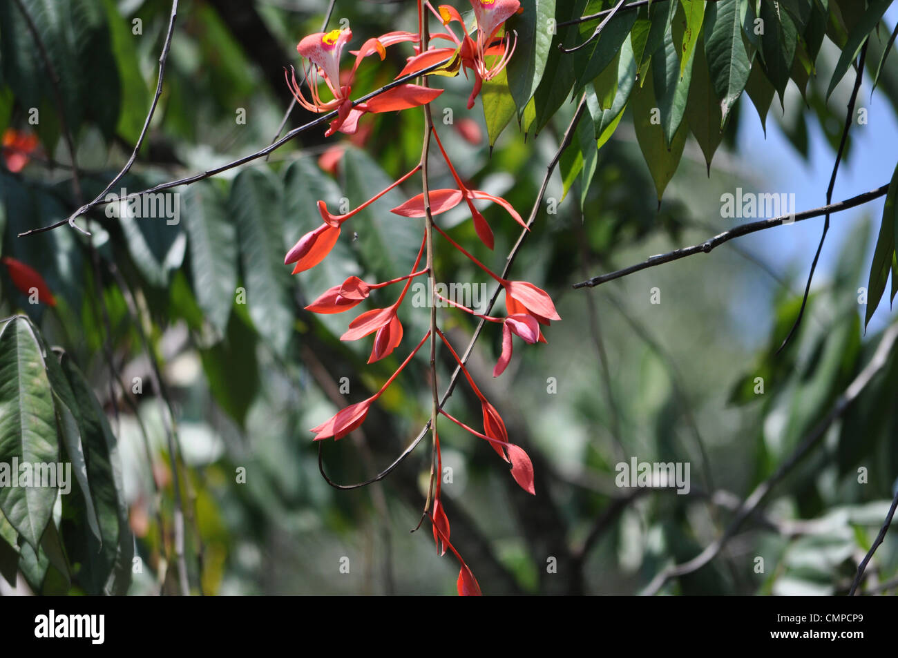 Wild red flowers Stock Photo - Alamy