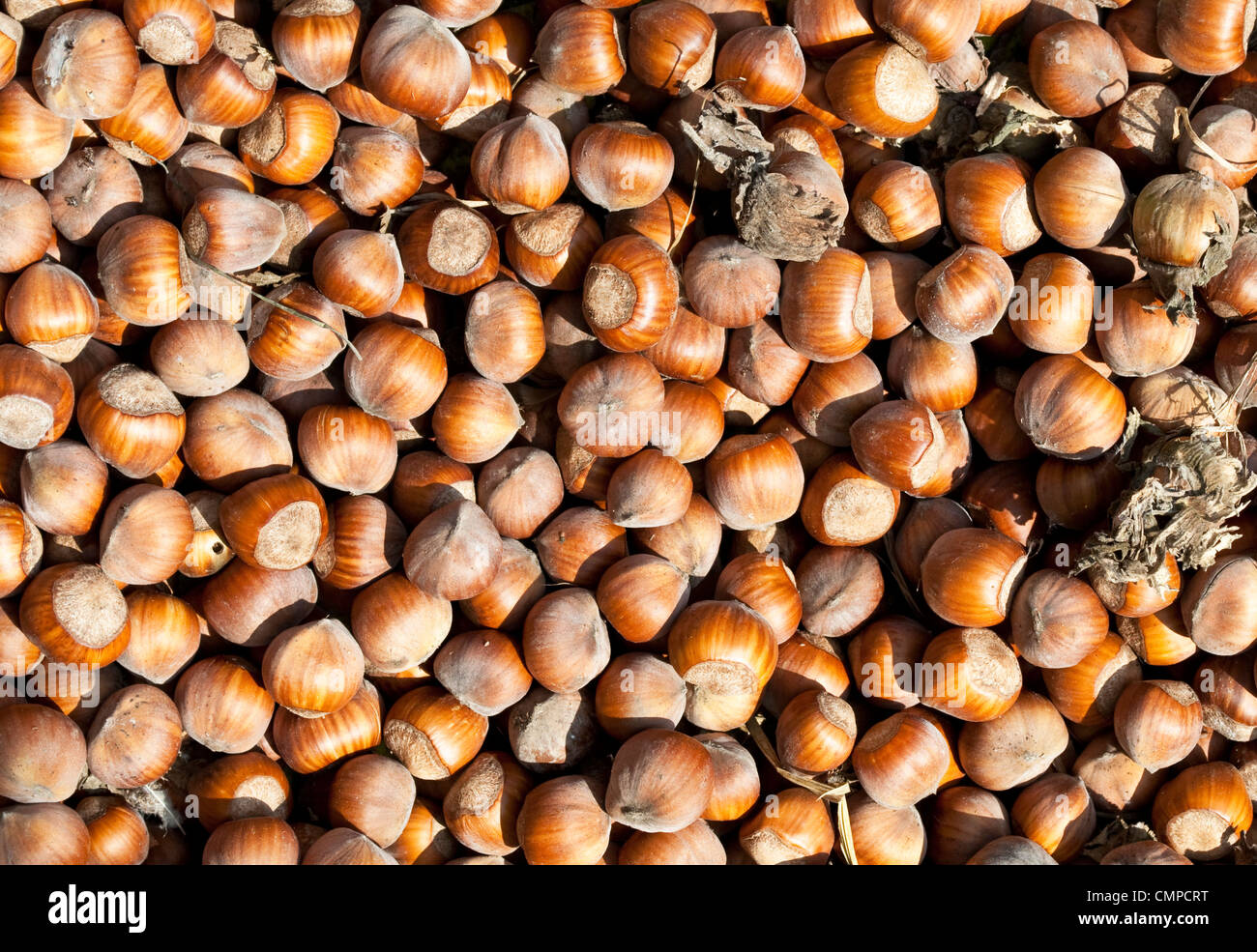 Hazelnuts background Stock Photo - Alamy