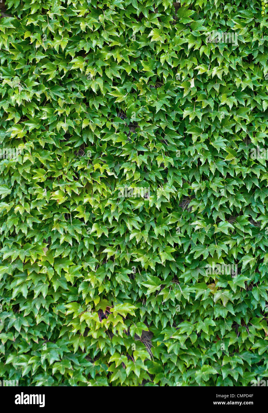 Green ivy wall background Stock Photo - Alamy