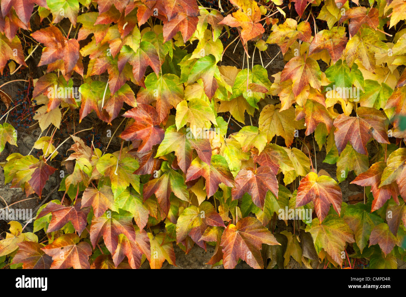 Ivy wall colorful background Stock Photo - Alamy