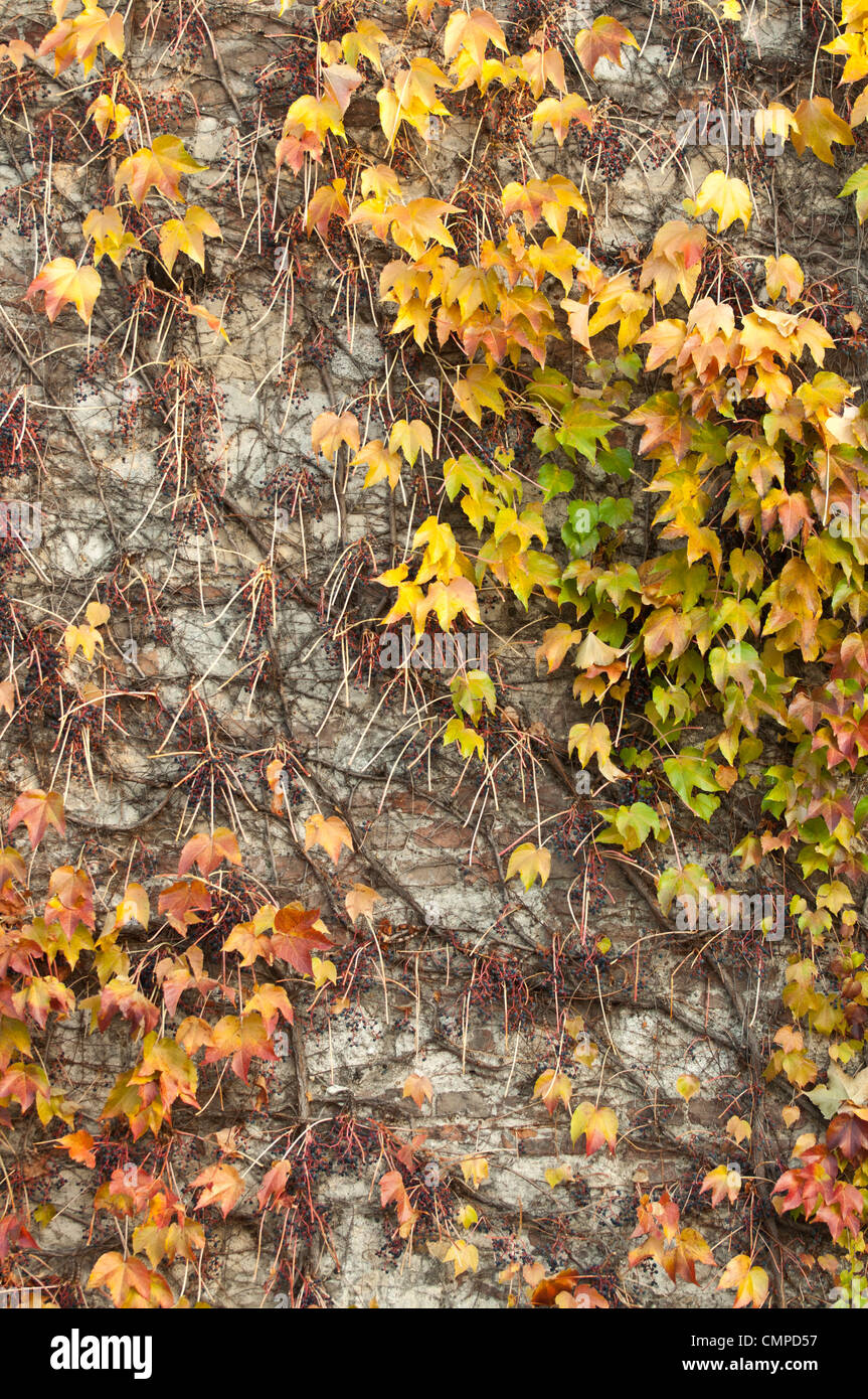 Colorful ivy wall background Stock Photo - Alamy