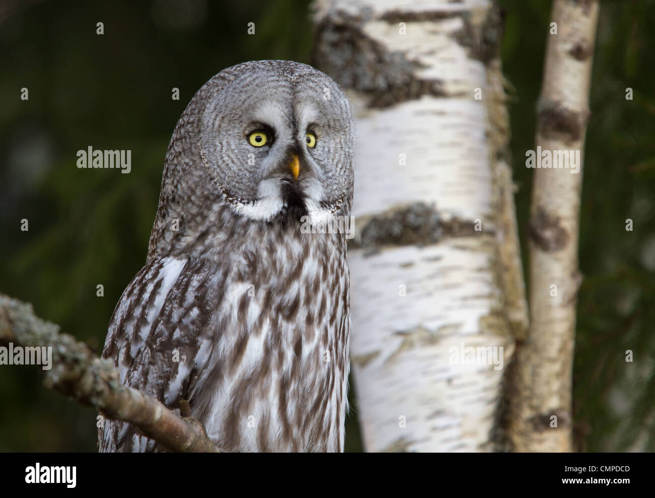A Great grey owl sitting in a tree Stock Photo - Alamy