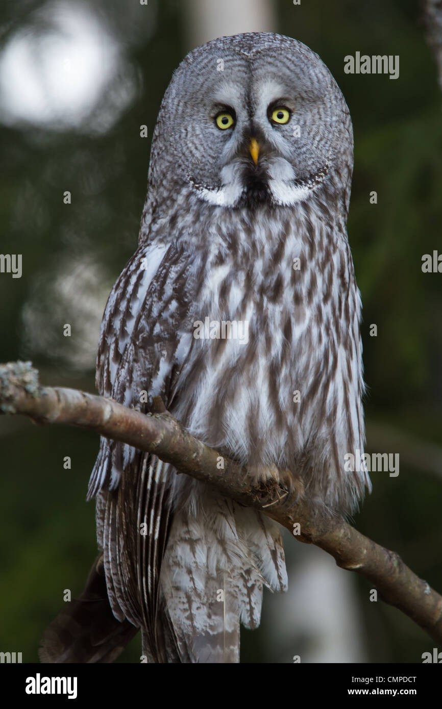 A Great grey owl sitting in a tree Stock Photo - Alamy