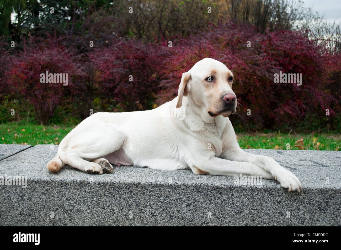 Labrador head in profile hi-res stock photography and images - Alamy