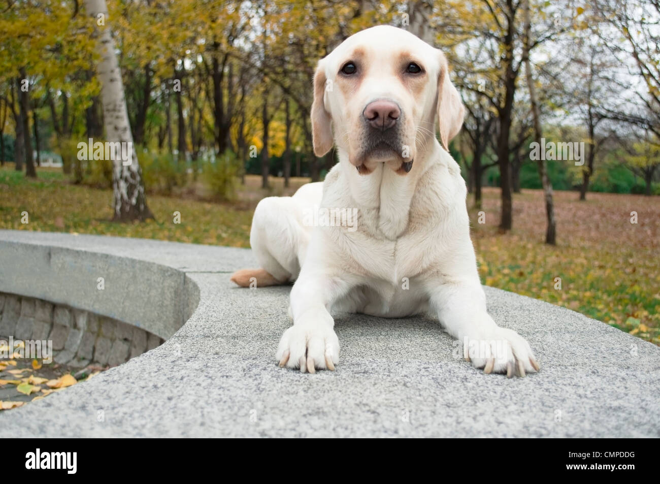 Labrador Retriever looking at camera Stock Photo - Alamy