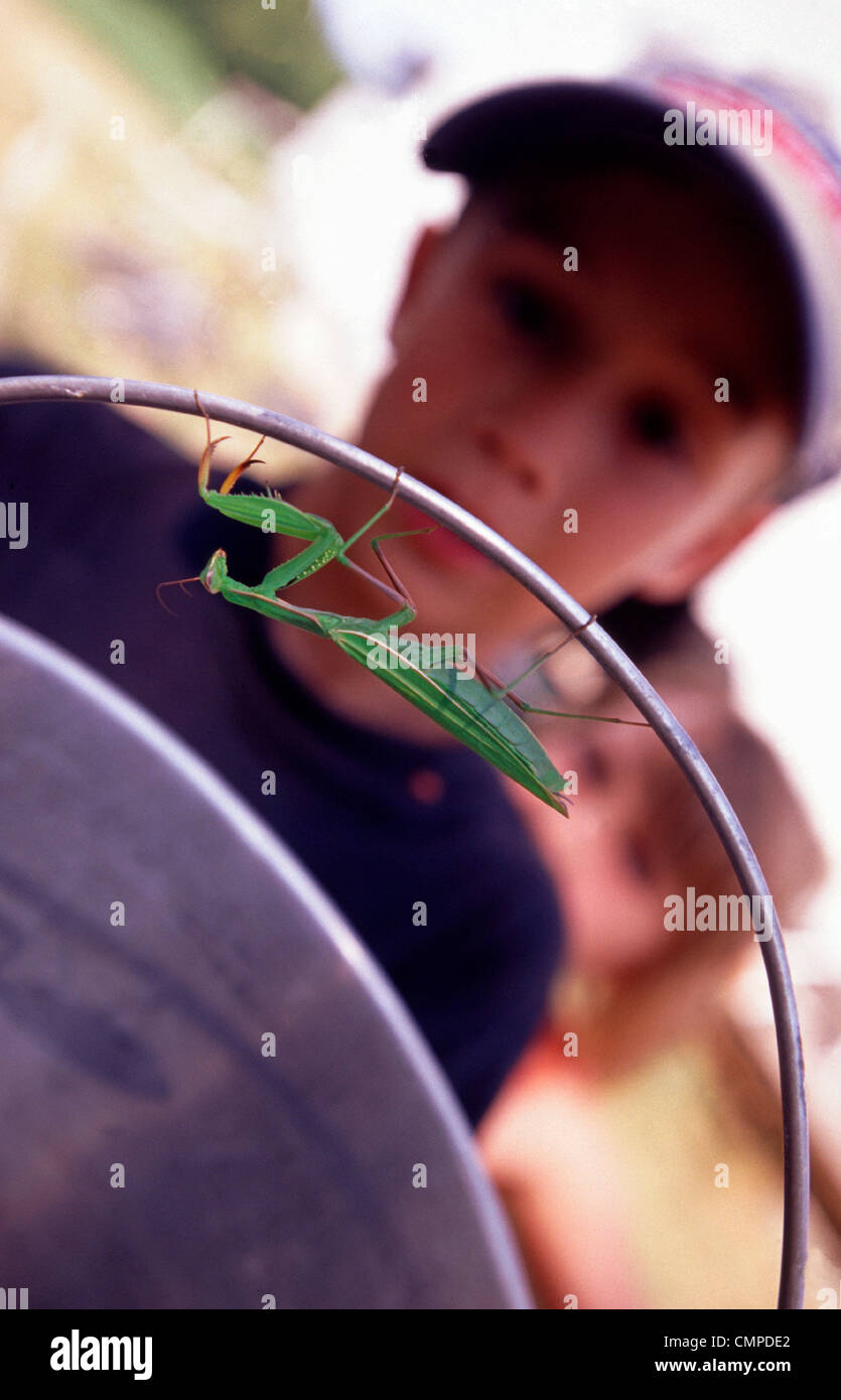 Boy with praying mantis hi-res stock photography and images - Alamy