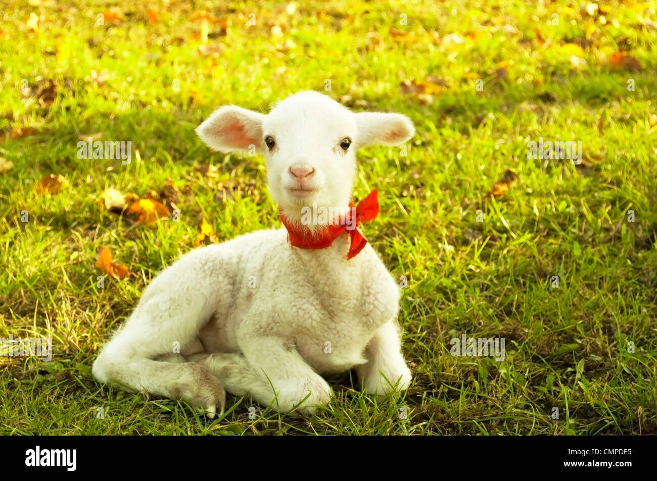 Beautiful small lamb Stock Photo - Alamy