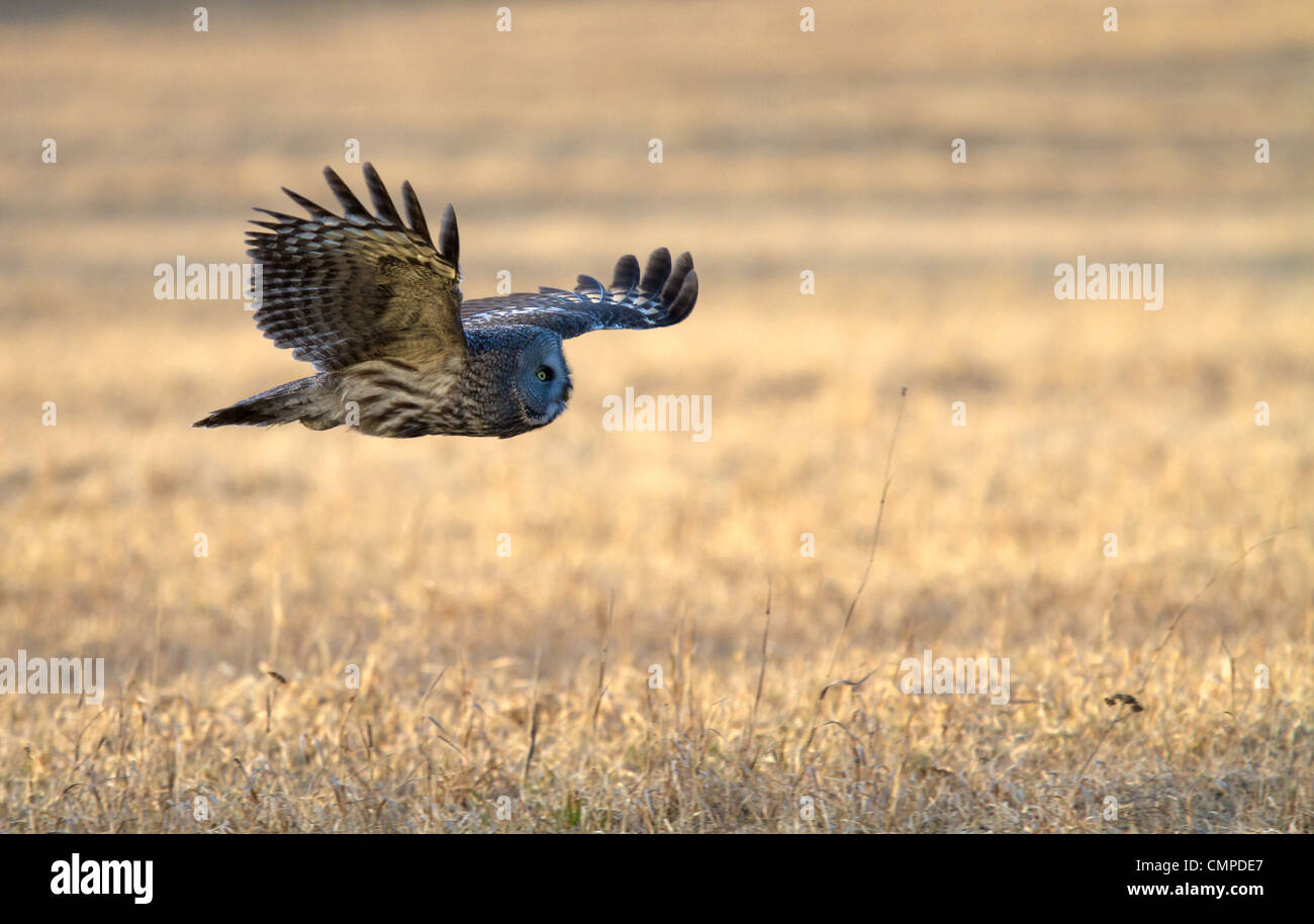 Owl flight black hi-res stock photography and images - Alamy