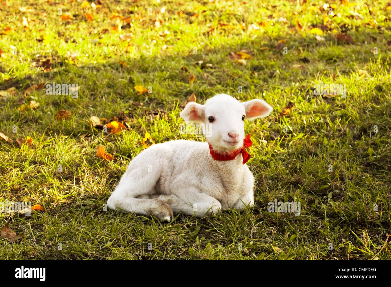 Small lamb resting on grass Stock Photo - Alamy