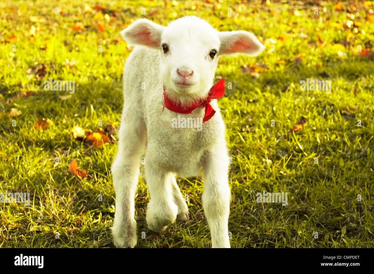 Curious lamb portrait Stock Photo - Alamy