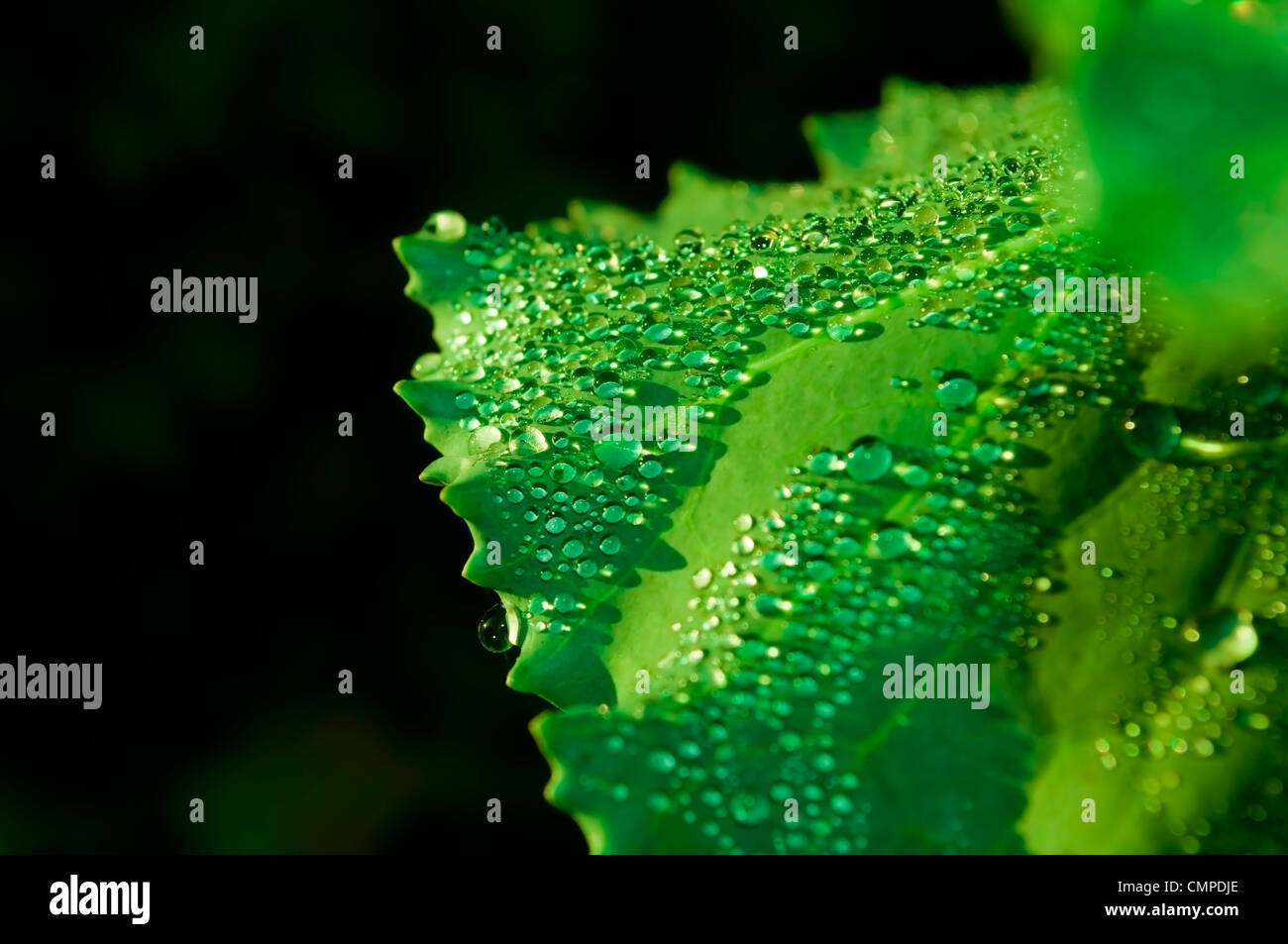Scattered water droplets on leaf hi-res stock photography and images ...