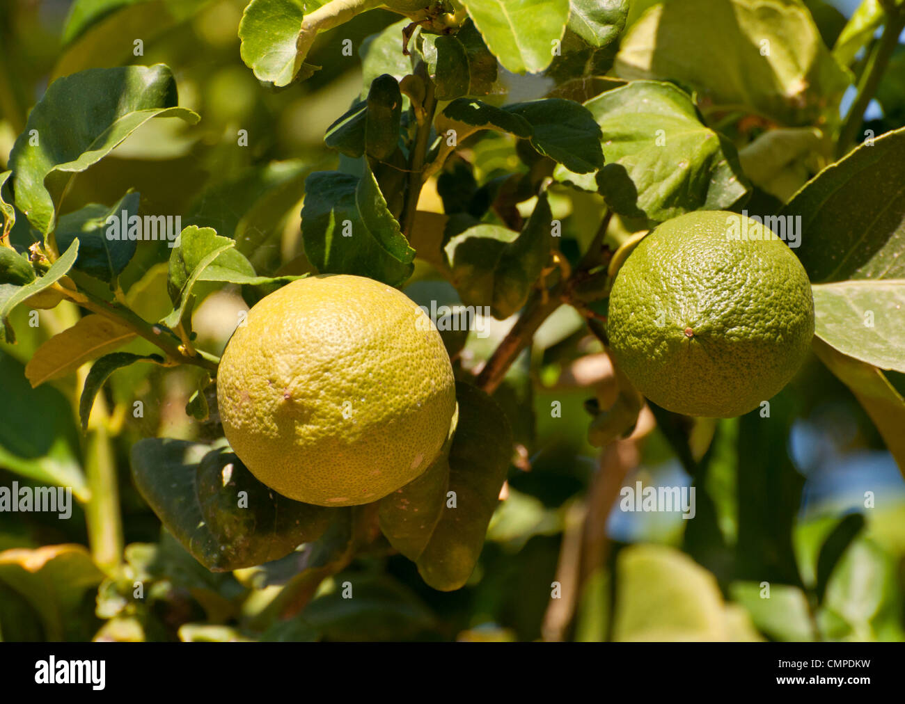 Lemon on the tree Stock Photo - Alamy