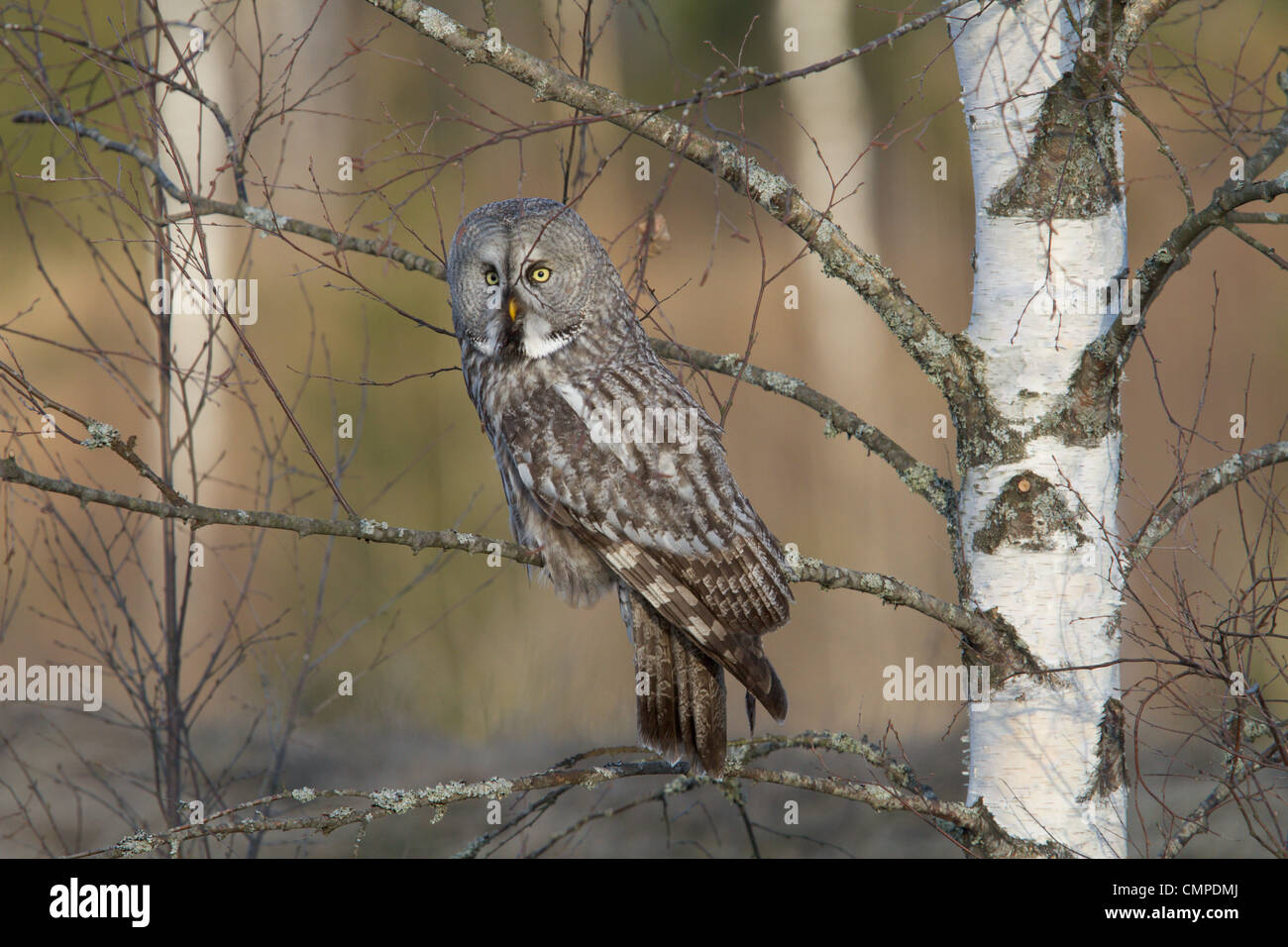A Great grey owl sitting in a tree Stock Photo - Alamy