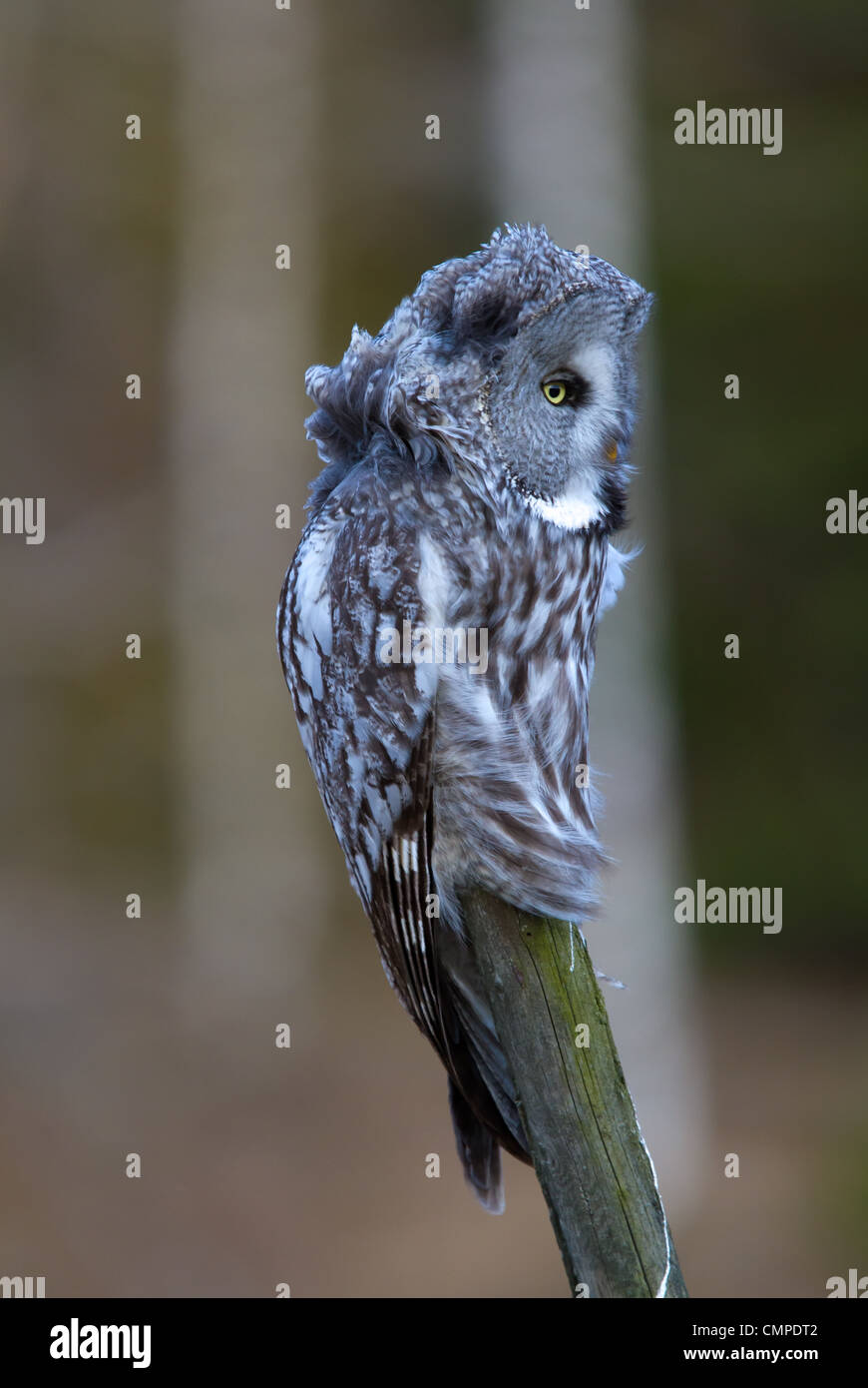 A Great grey owl sitting in a tree Stock Photo - Alamy
