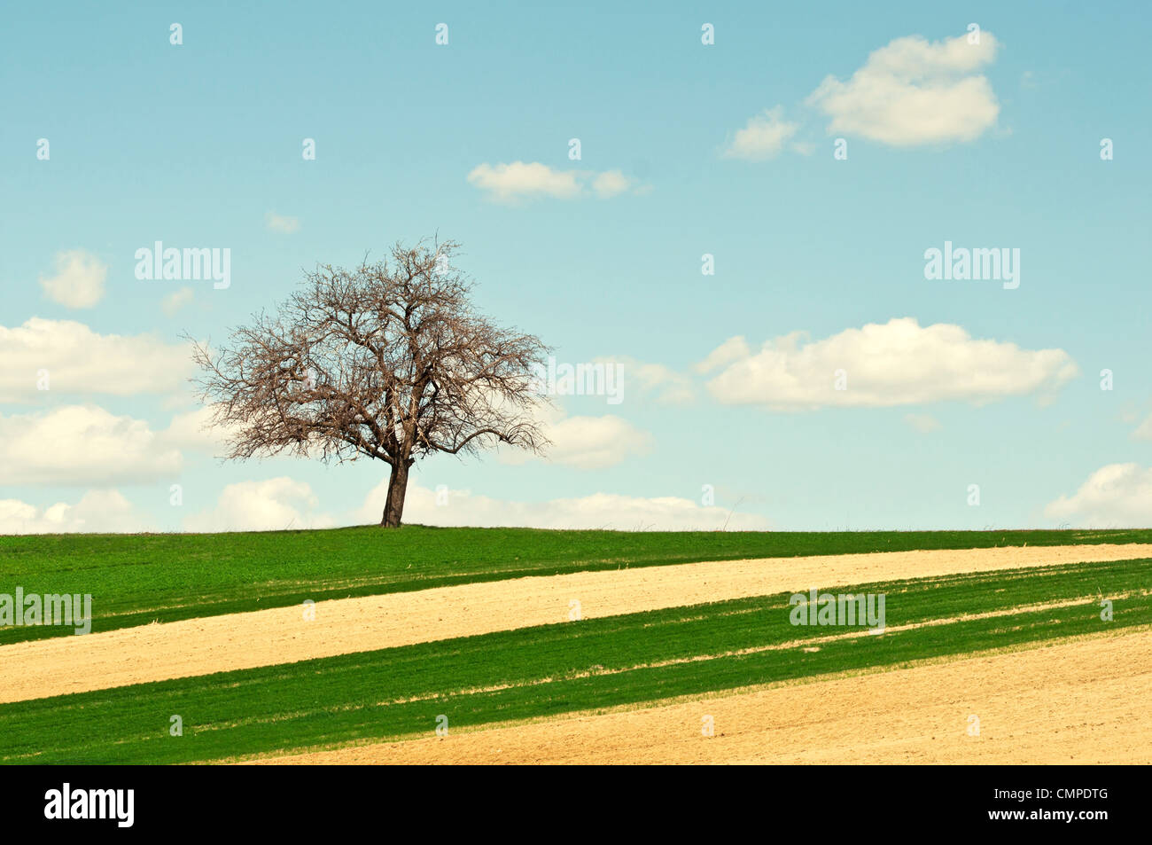 Single lonely tree on green field over blue sky Stock Photo - Alamy